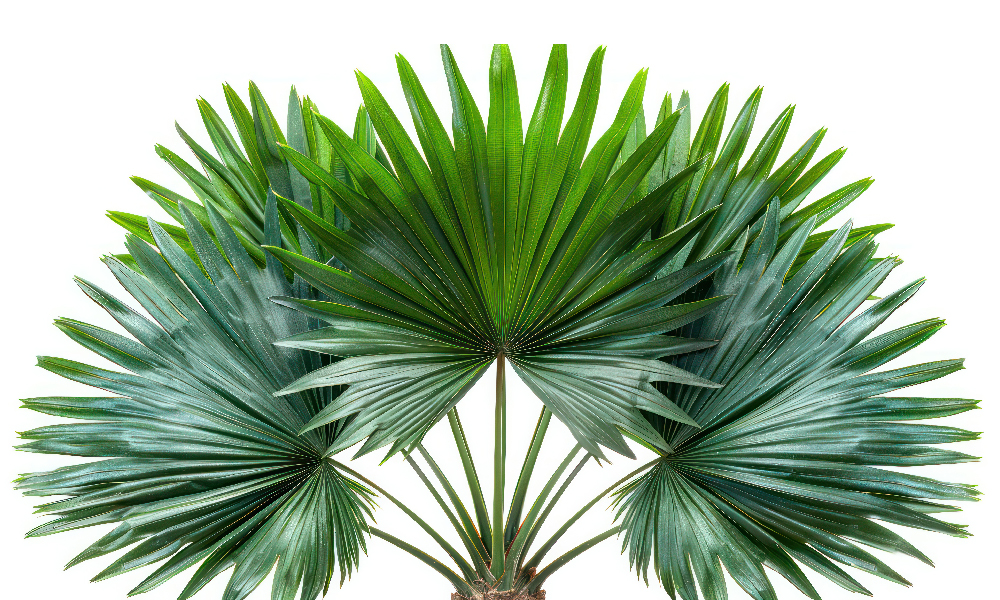 Licuala mattanensis Mapu - ThanaPalm