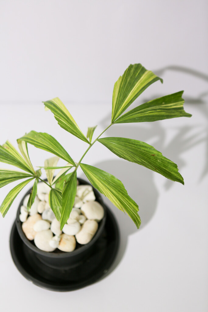 Caryota Mitis (Variegated) [Fishtail Palm] - ThanaPalm