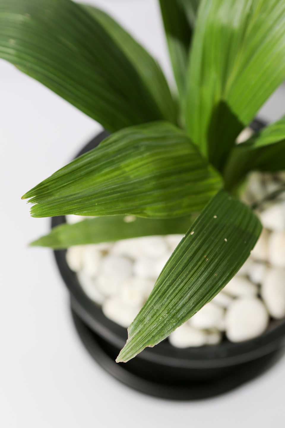 Attalea cohune (Cohune palm) - ThanaPalm