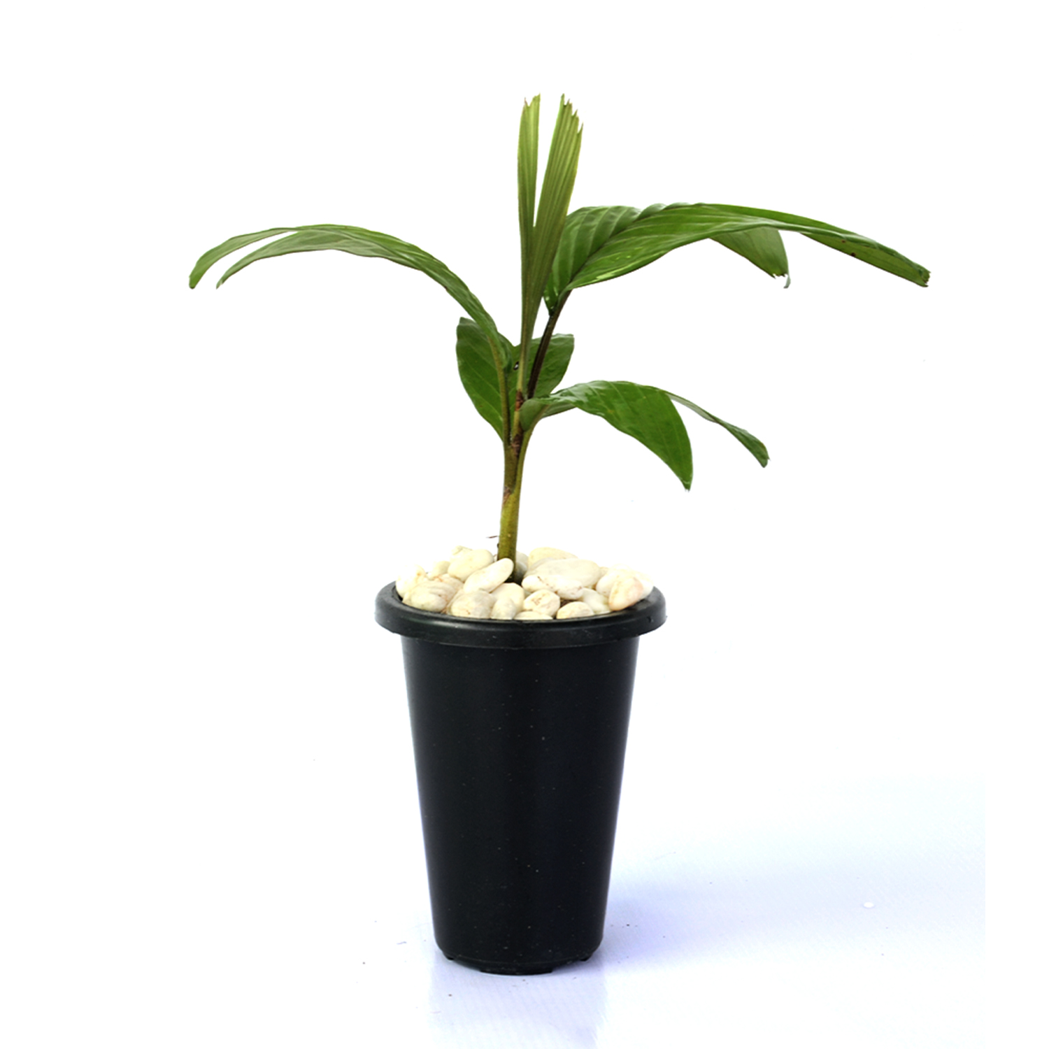 Pinanga riparia - ThanaPalm